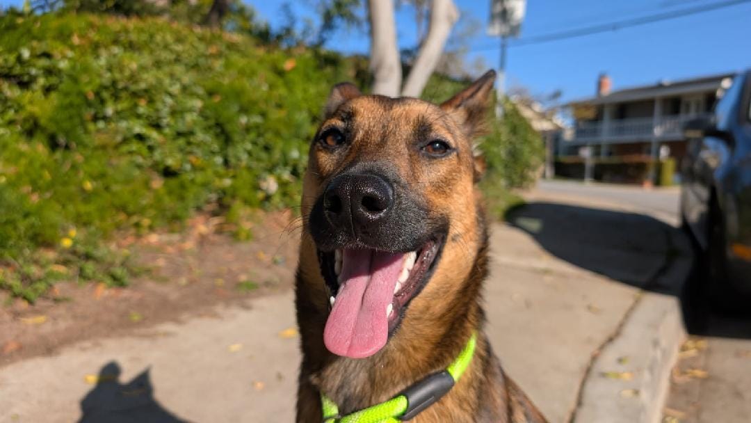 Adopt Fun-loving Toffee!! Today - Pets TheCountyOffice