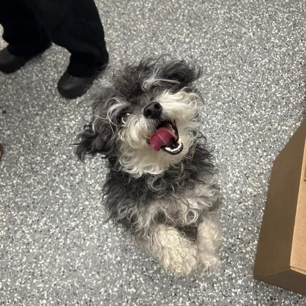 Adopt Marley Today - Find Paw Pal