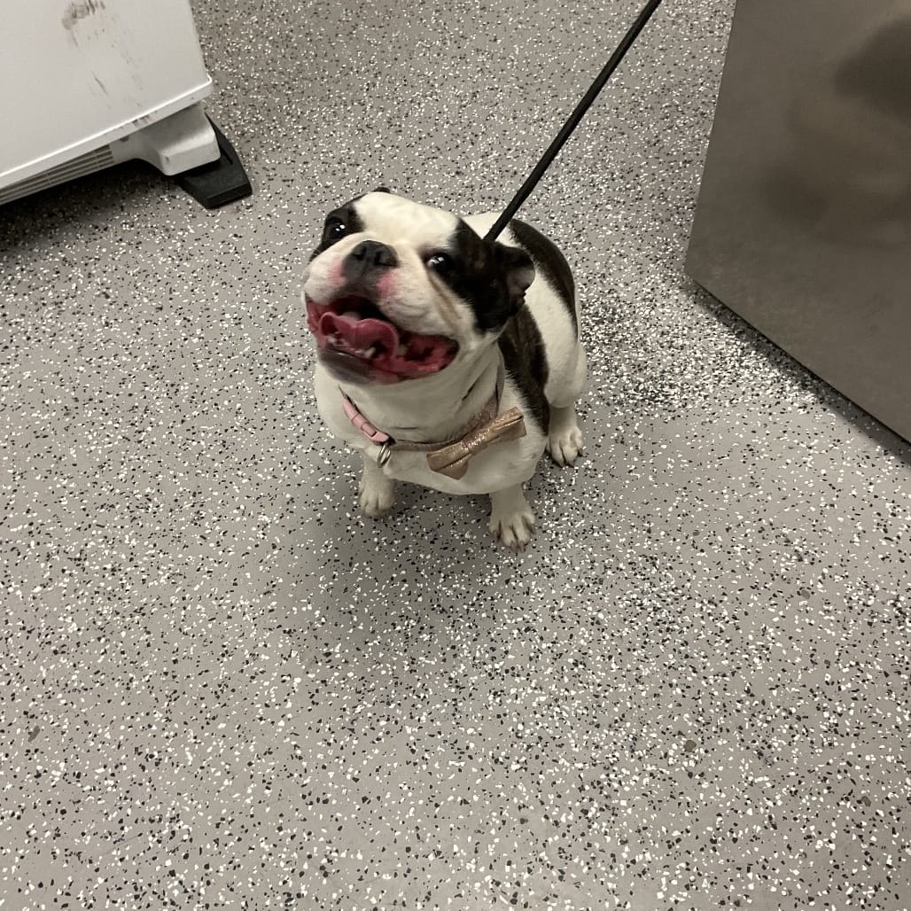 Adopt HACC-Stray-25888 "Lady" Today - Pets TheCountyOffice