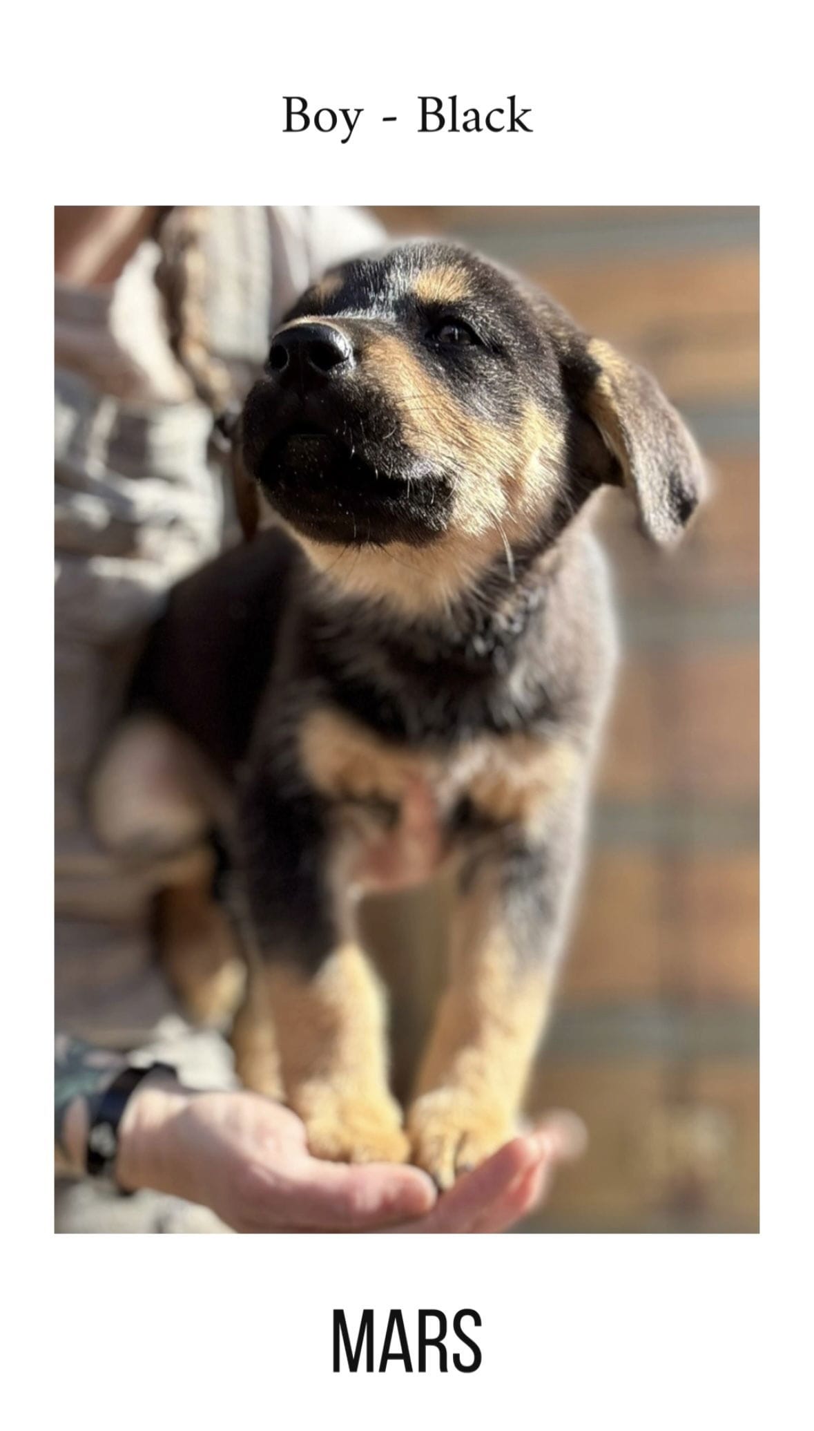Adopt Mars Today - Pets TheCountyOffice