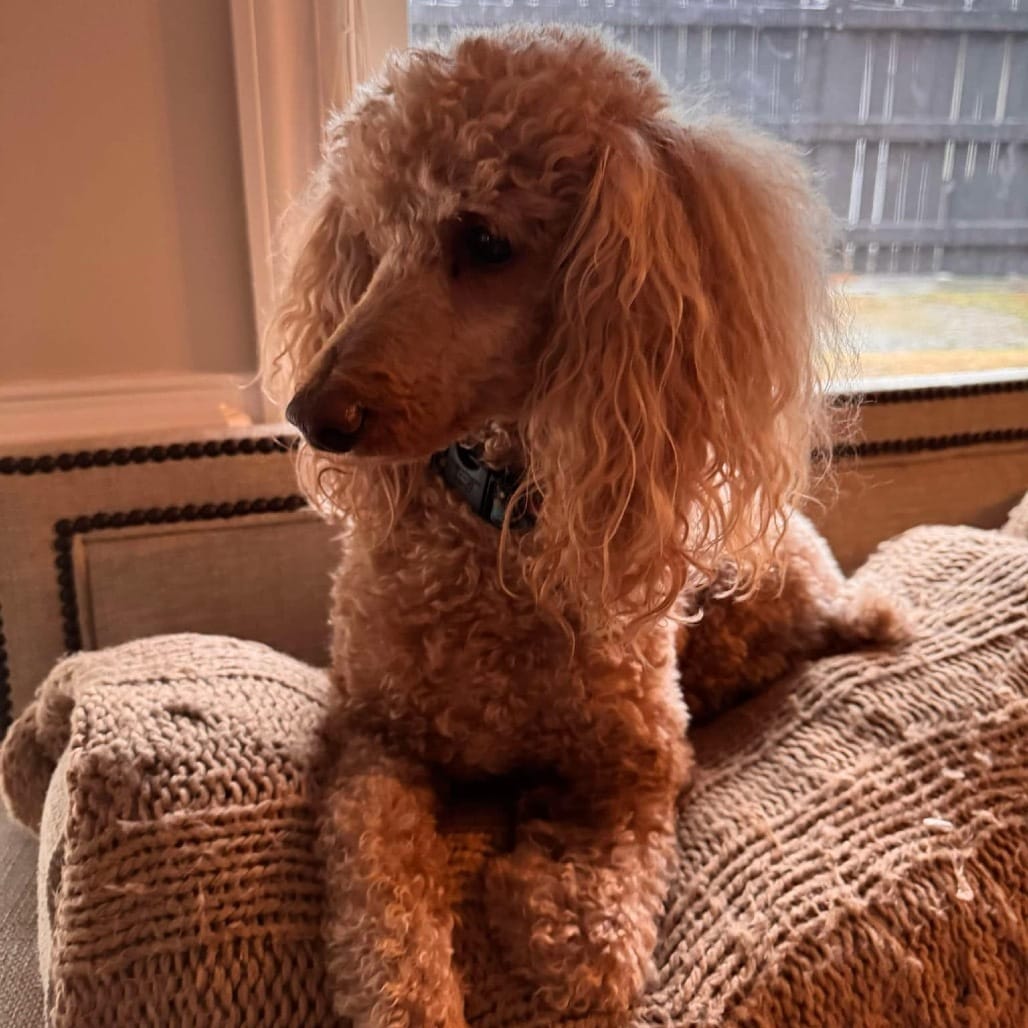 Adopt Bradley Cooper Today - Pets TheCountyOffice