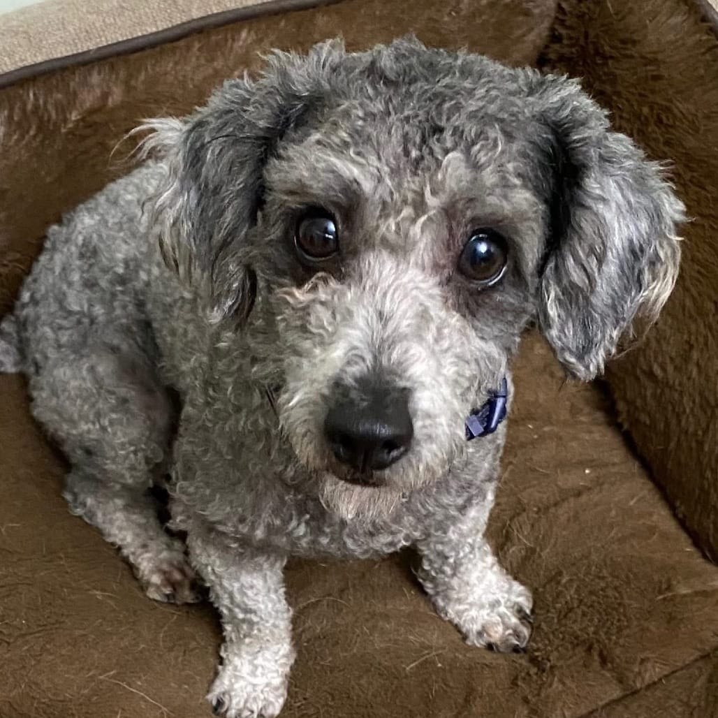 Adopt 158658- Sammy Magee Today - Pets TheCountyOffice