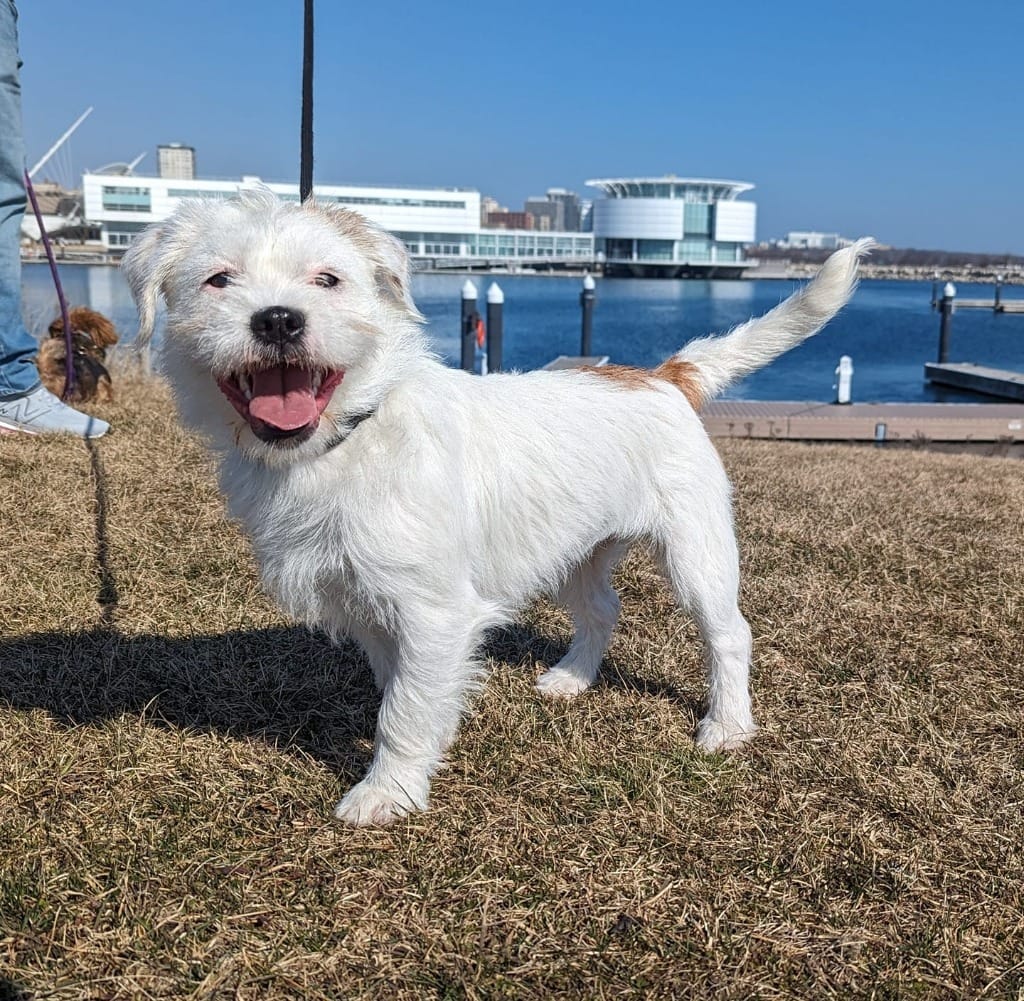 Adopt Slushee $475 Today - Find Paw Pal