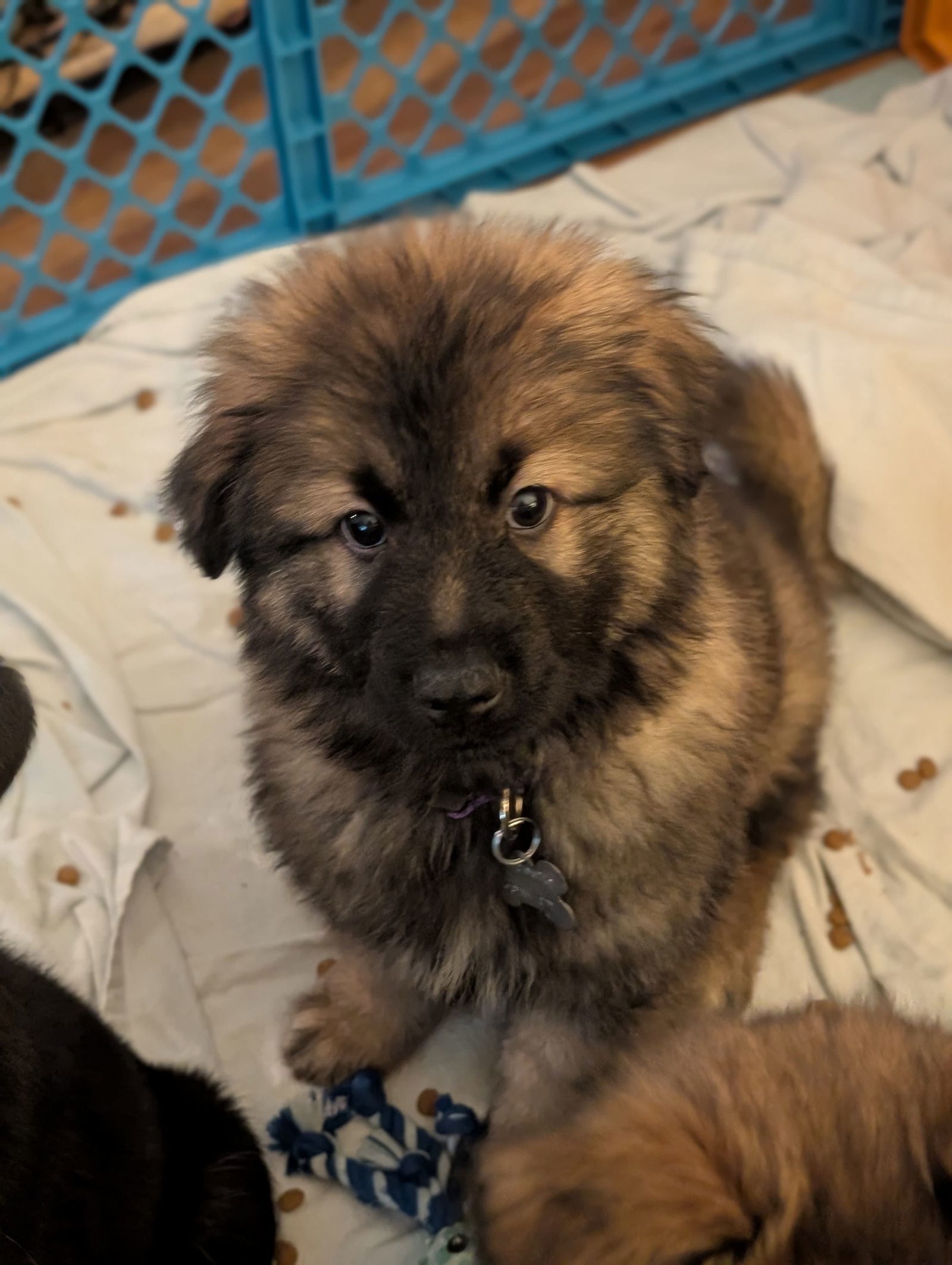 Adopt Animal: Electric Mayhem Litter Today - Find Paw Pal