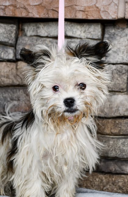 Adopt Sugar Today - Pets TheCountyOffice