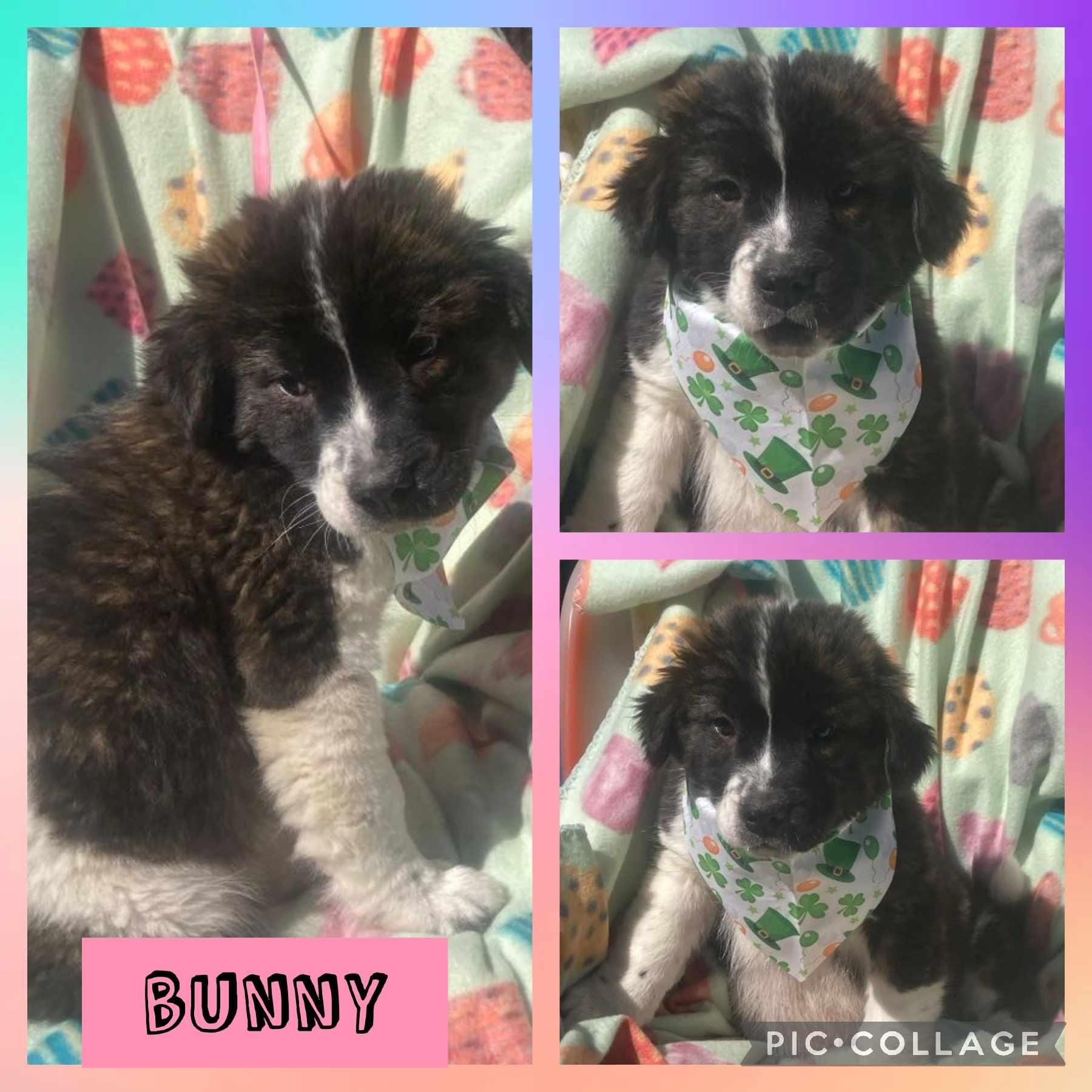 Adopt Bunny Today - Find Paw Pal