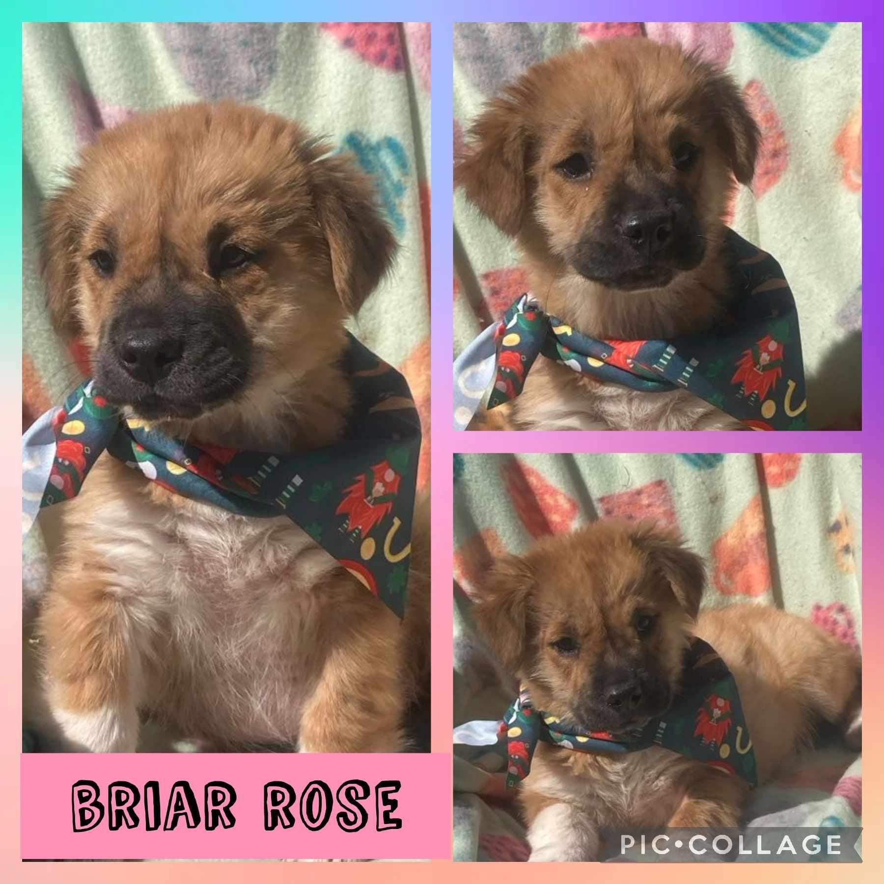 Adopt Briar Rose Today - Find Paw Pal