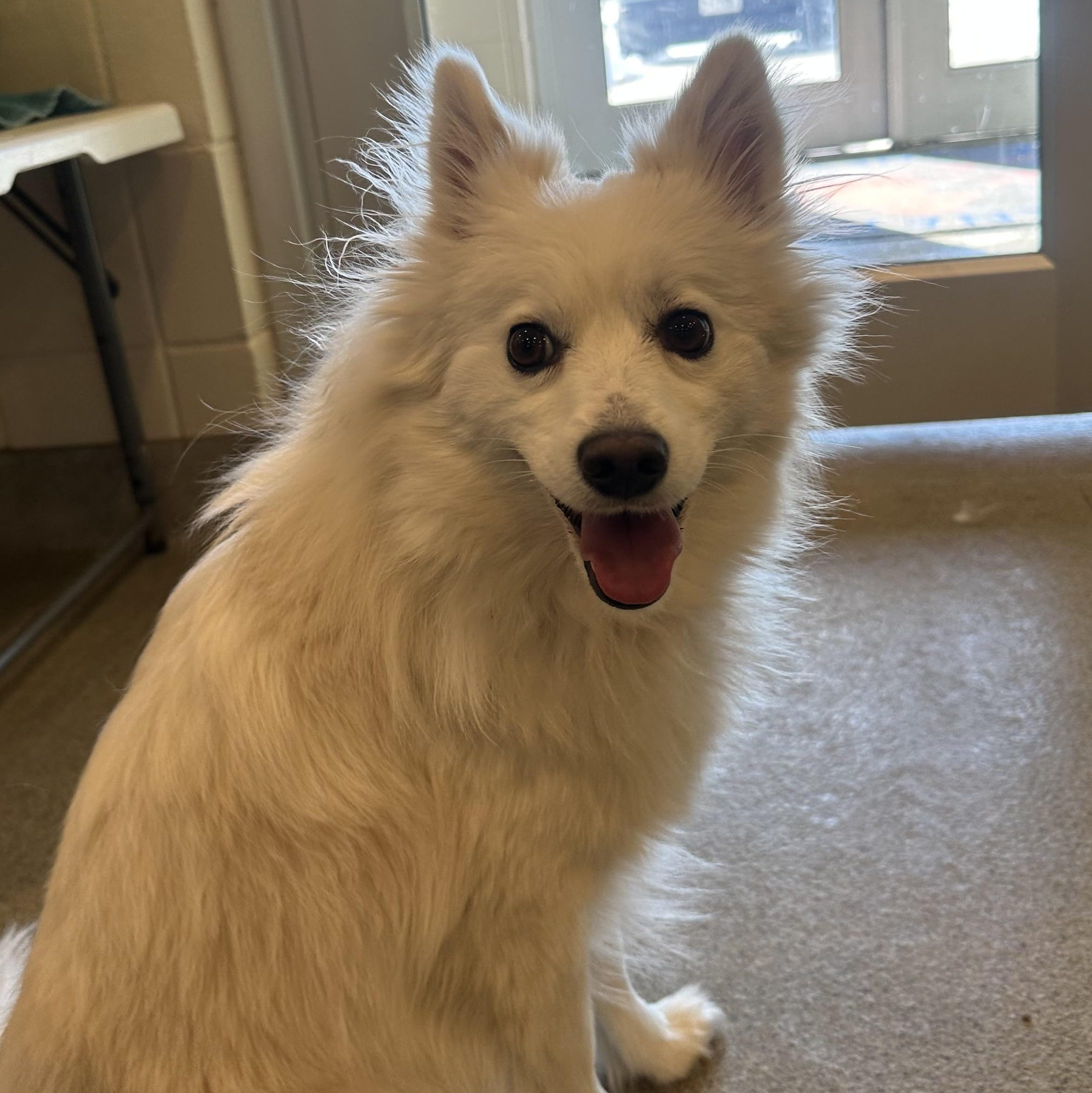 Kearney Area Animal Shelter in Kearney, NE - Pets TheCountyOffice