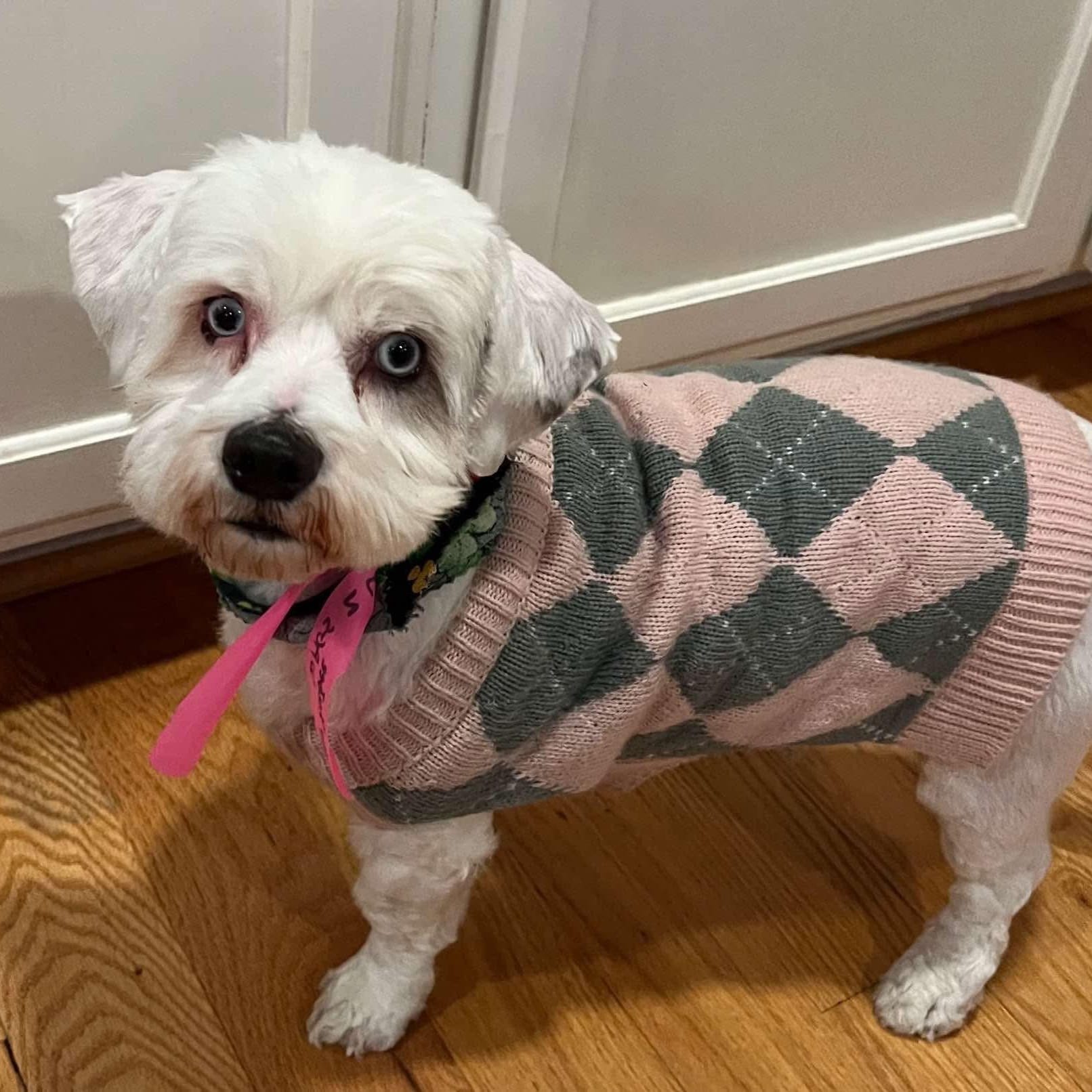 Adopt Bee Gee Today - Find Paw Pal