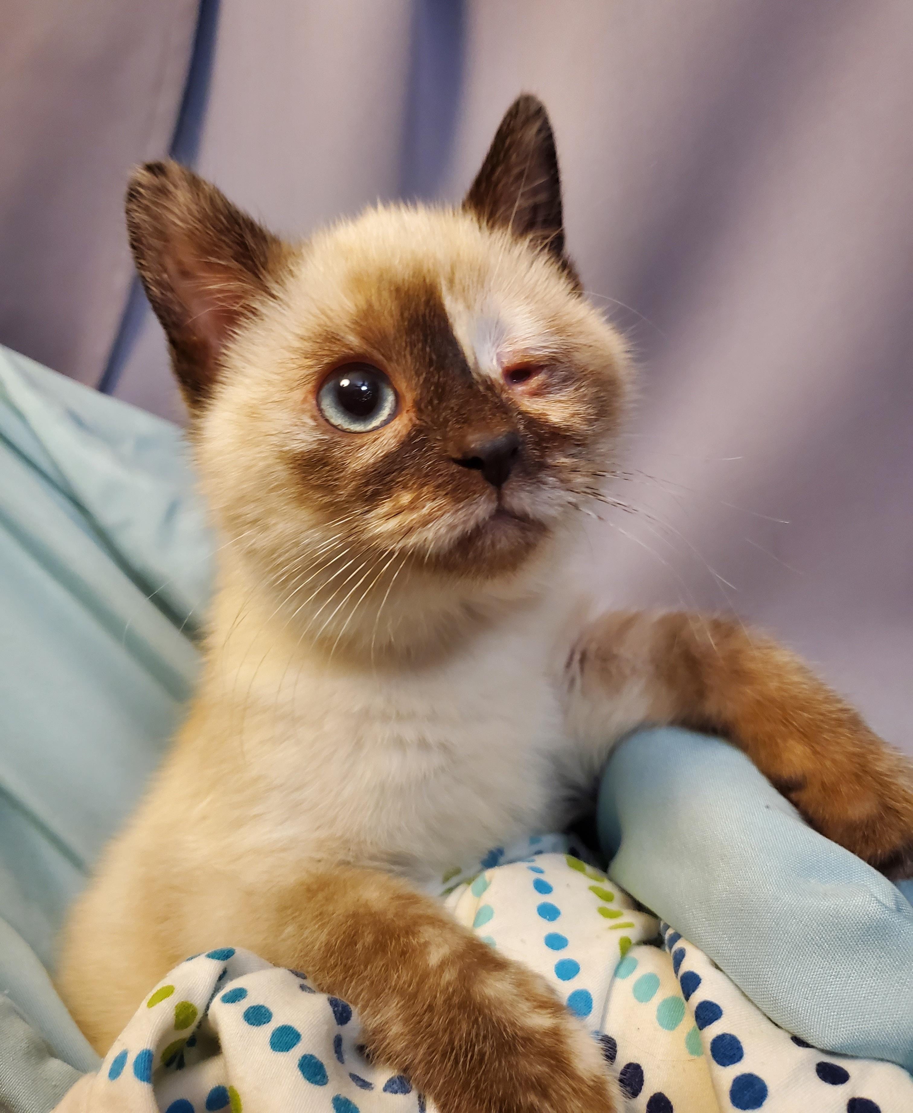 Adopt Aye-Aye Today - Find Paw Pal