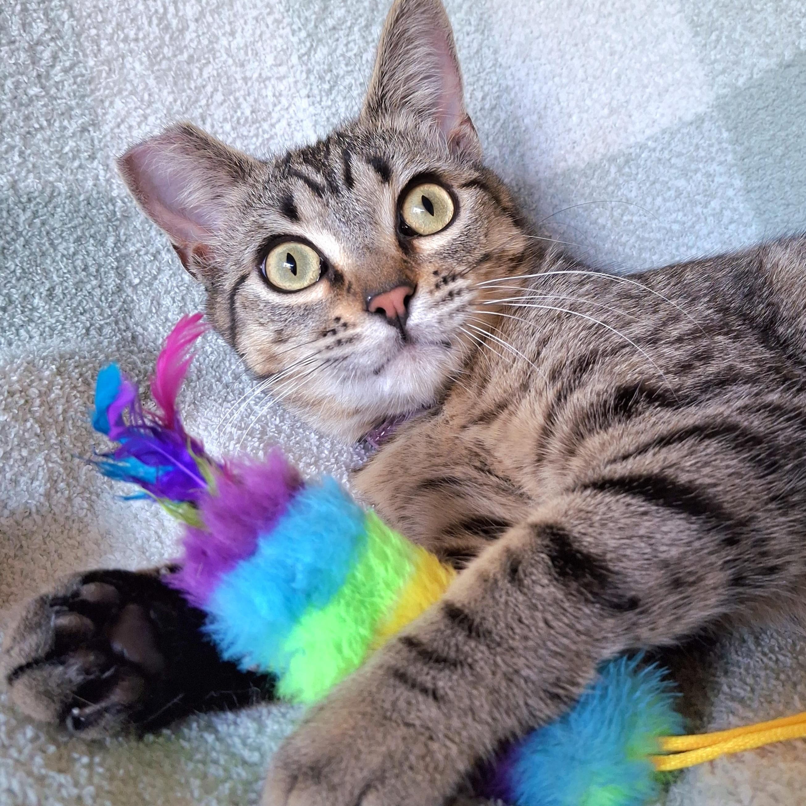 Adopt :::Princess Buttercup::: Today - Find Paw Pal