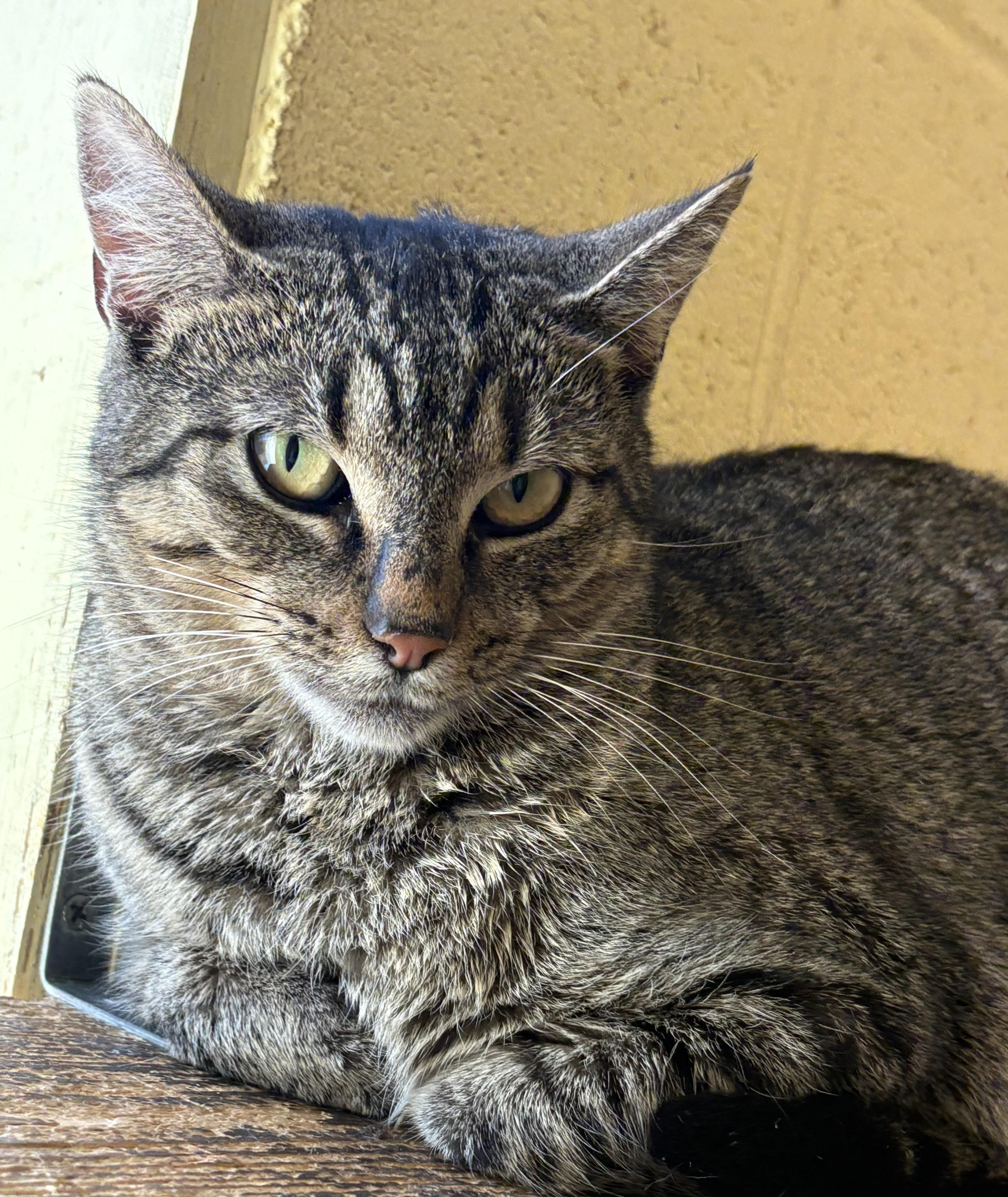 Adopt Michelin Today - Pets TheCountyOffice