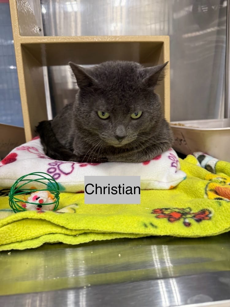Adopt Christian-kchs Today - Find Paw Pal