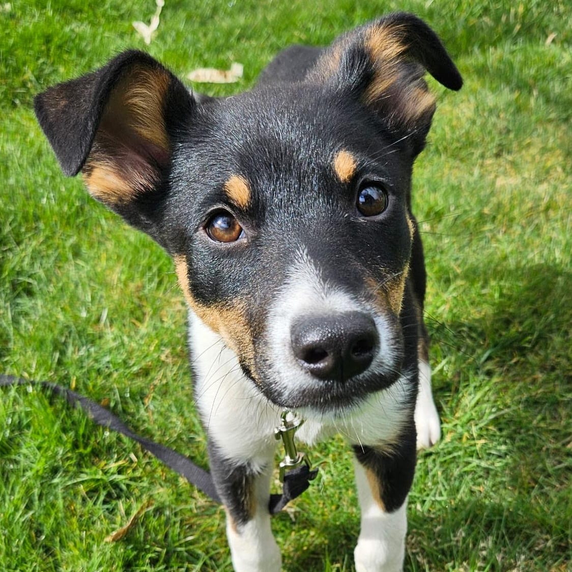 Adopt Newt Today - Pets TheCountyOffice