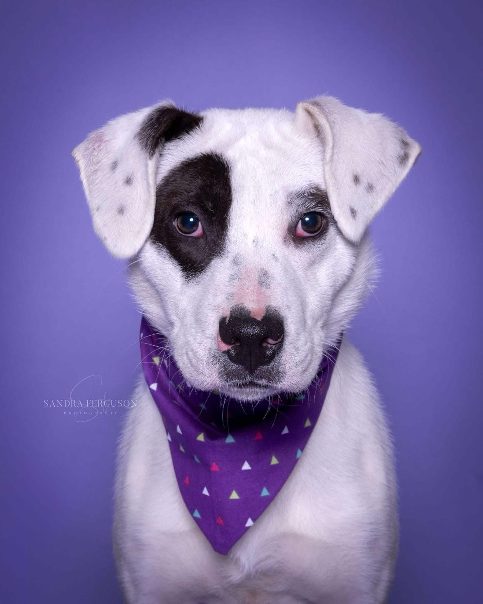 Adopt Sandbar (Only 32 pounds) Today - Find Paw Pal