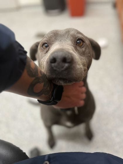 Adopt Tyler the Creator Today - Pets TheCountyOffice