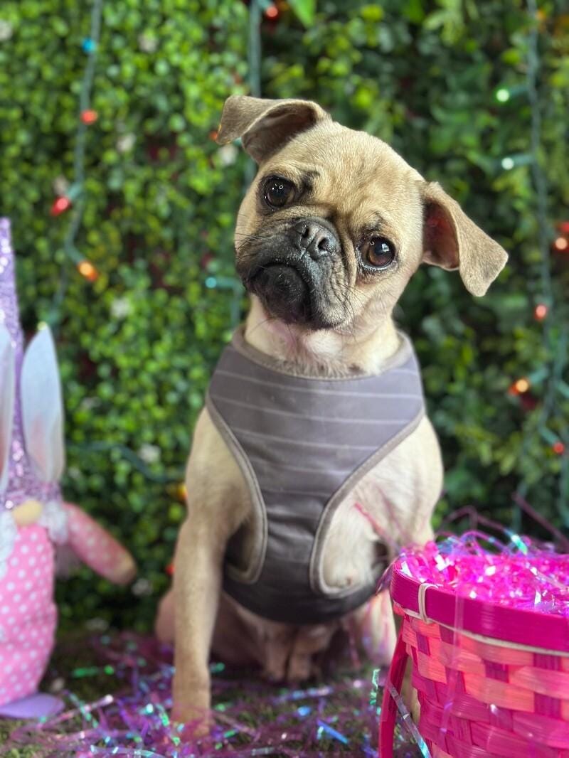 Adopt Babushka Today - Find Paw Pal