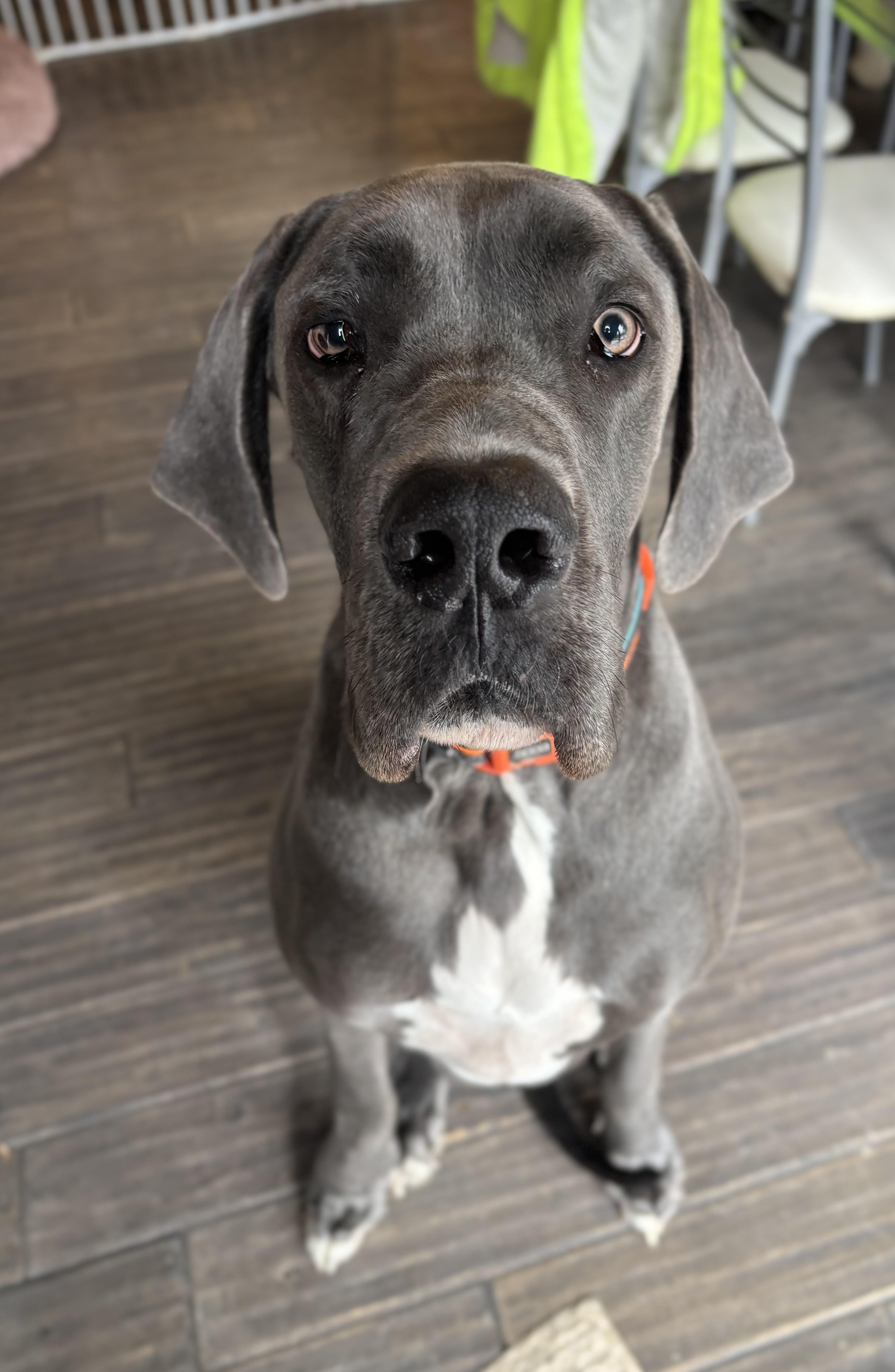 Adopt Bluey Today - Find Paw Pal