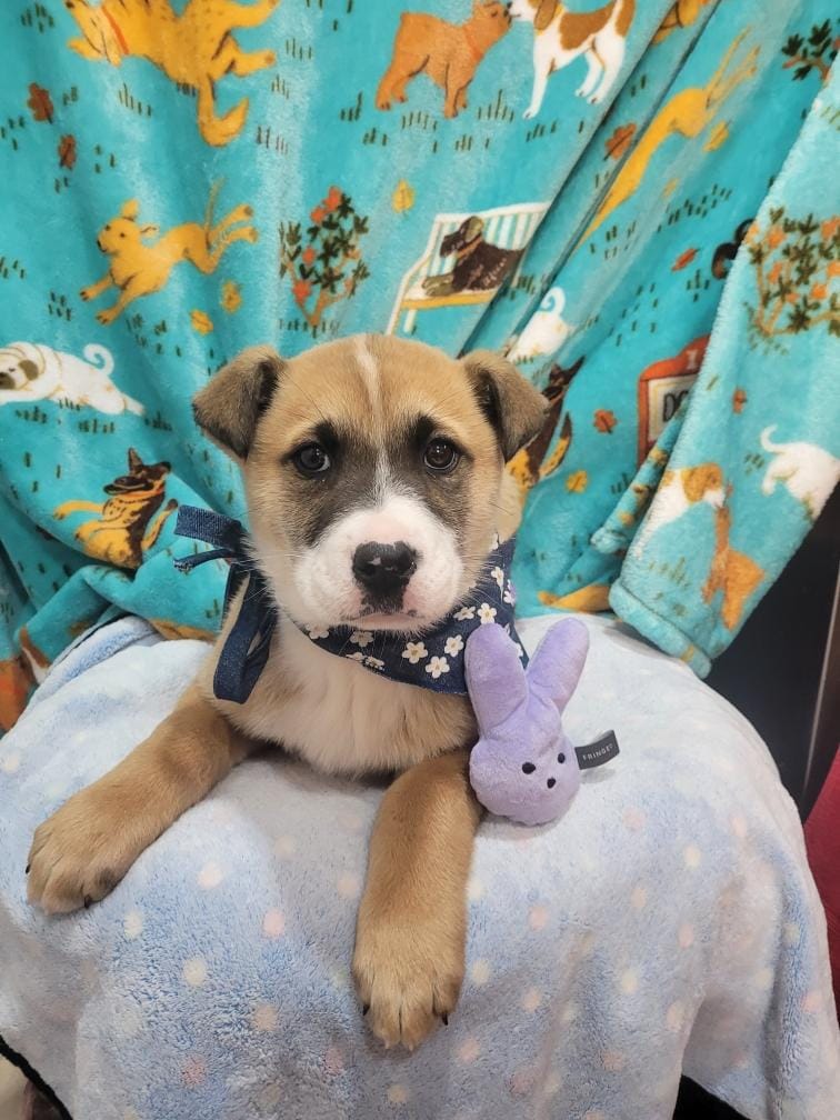 Adopt Primrose - [ ] Saturday Pet Supplies Plus 1-3- 5348 Dixie Hwy ...