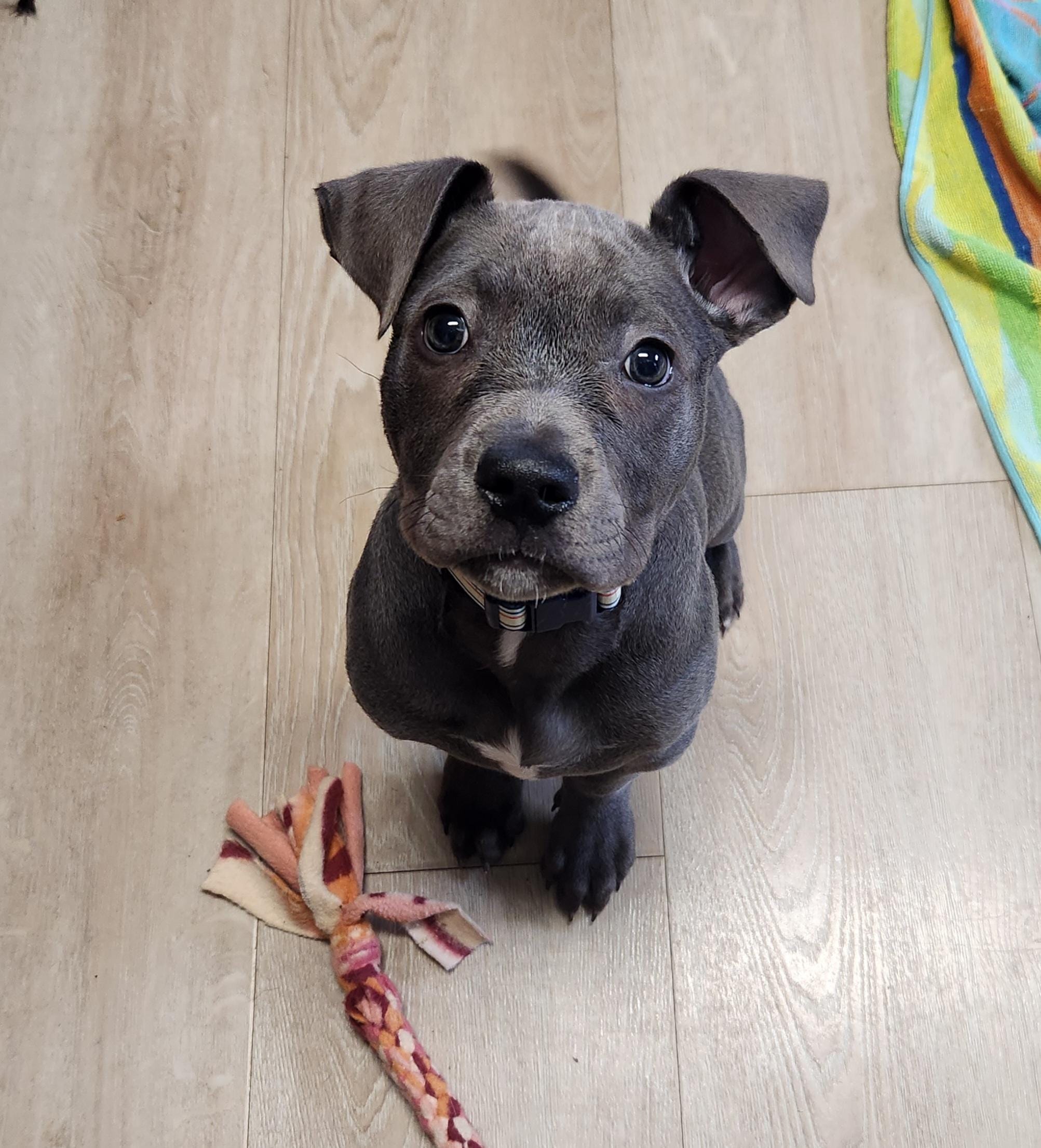 Adopt Boo Berry Today - Find Paw Pal