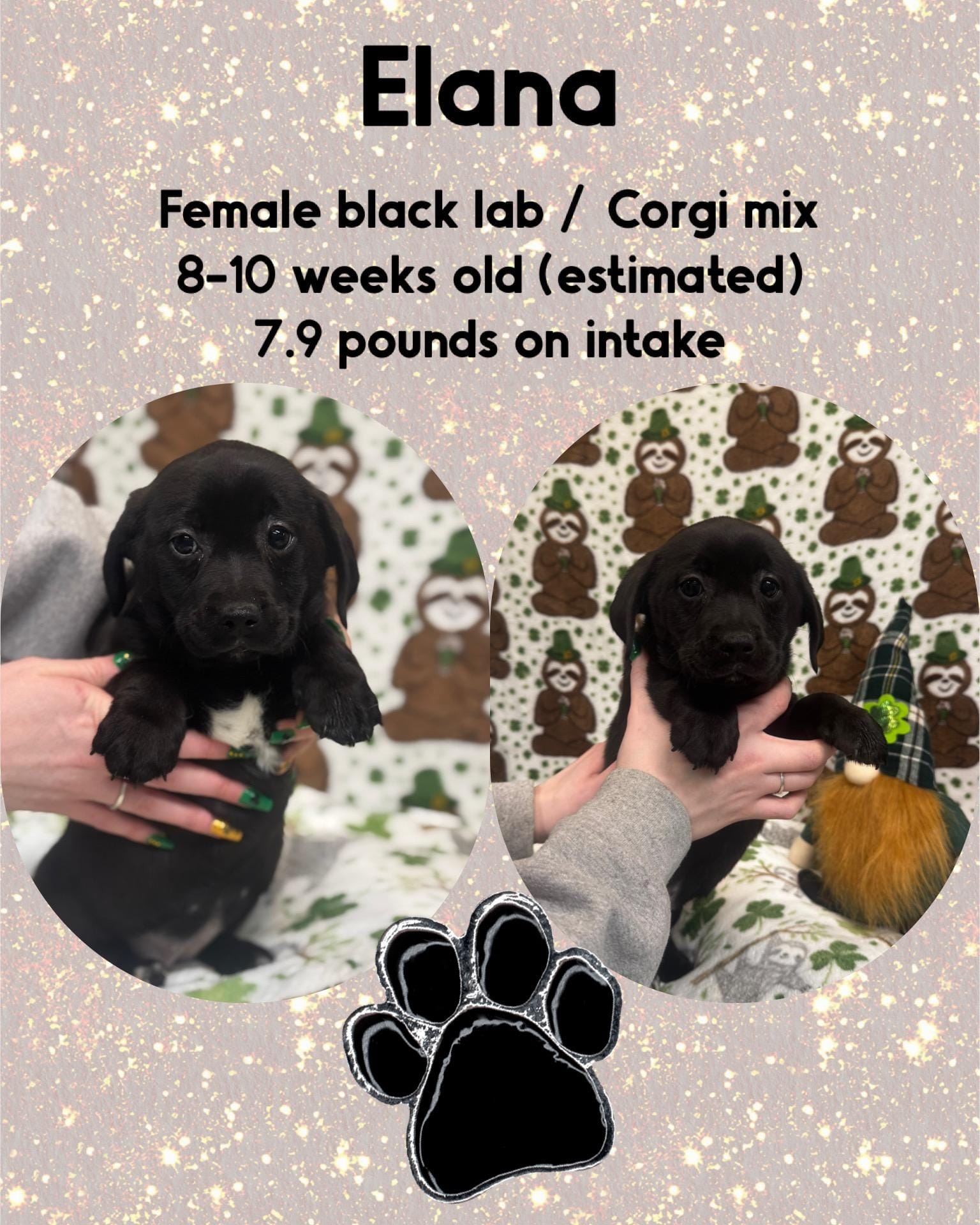 Adopt Elana Today - Pets TheCountyOffice