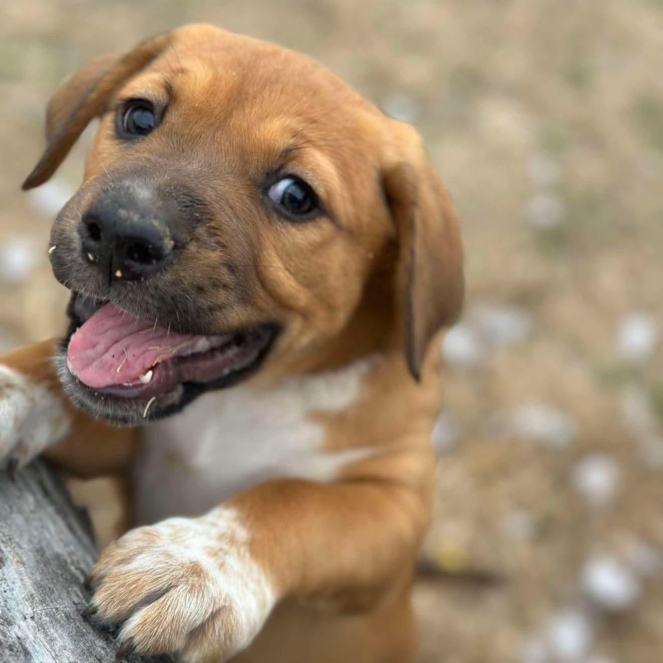Adopt Cinnamon Roll Today - Find Paw Pal