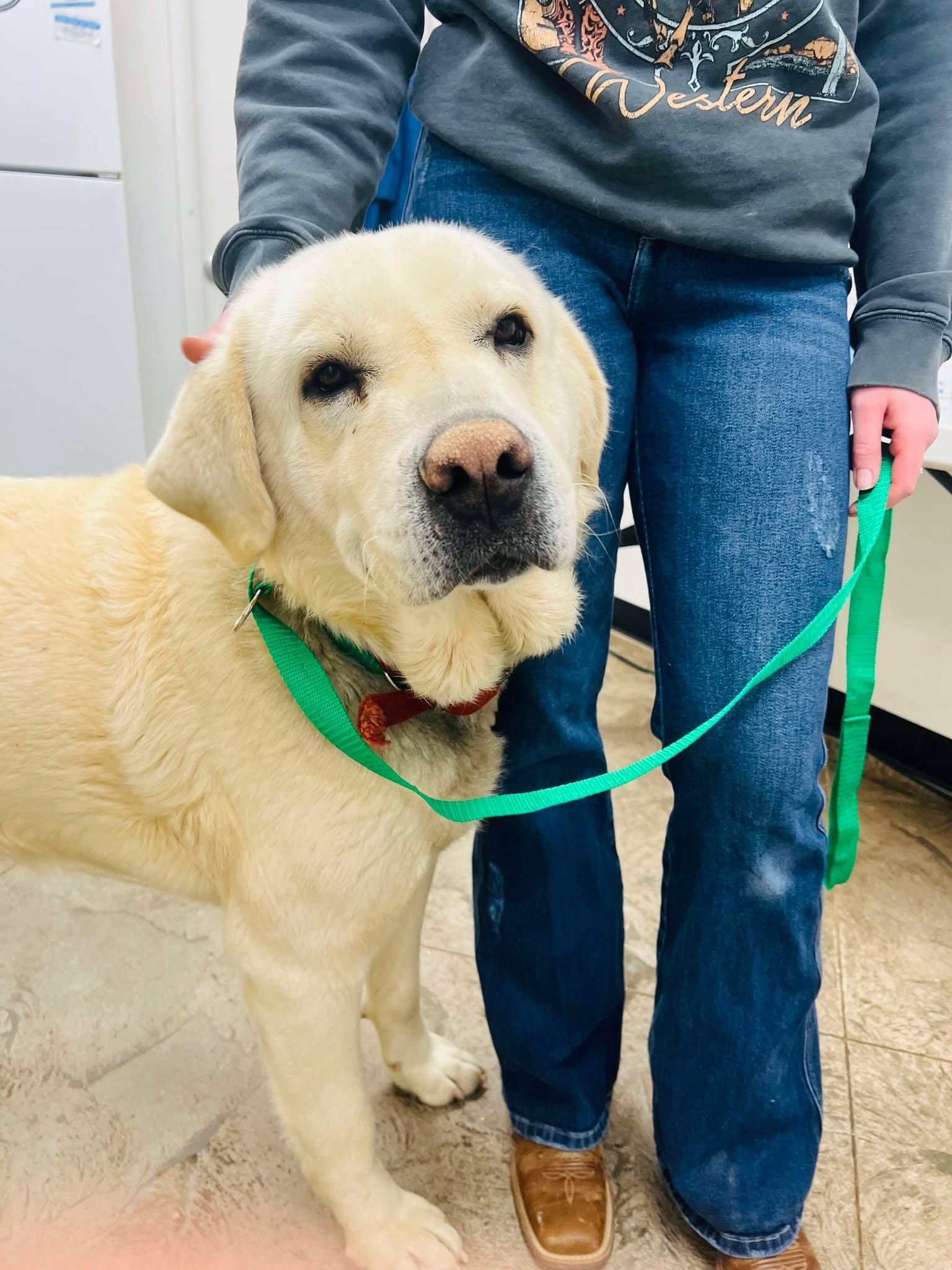 Adopt Sir Mormont Today - Find Paw Pal