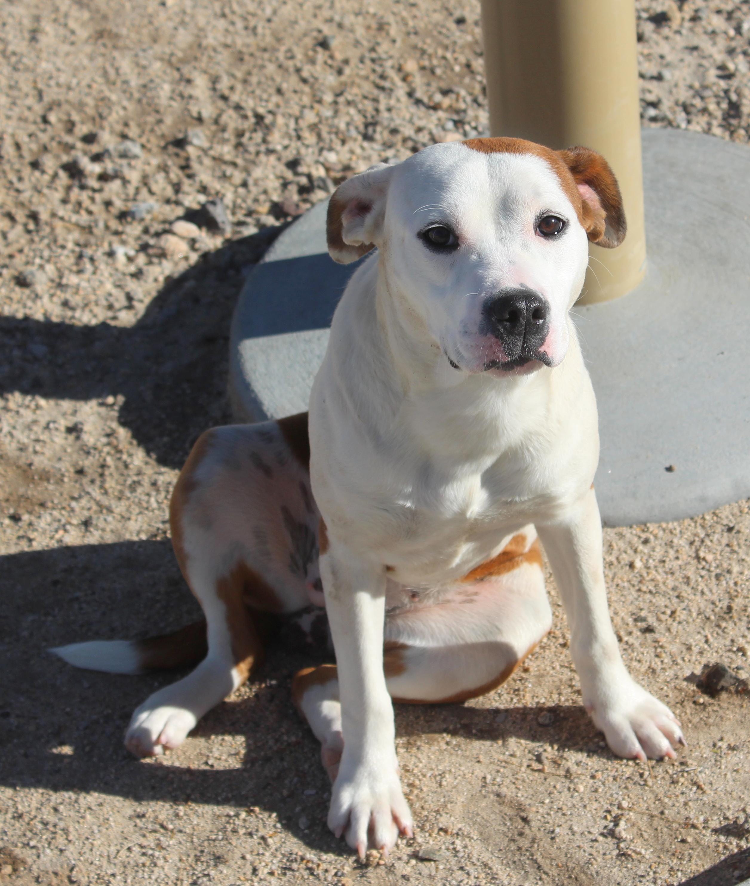 Adopt Alice Anna Asteria Today - Pets TheCountyOffice