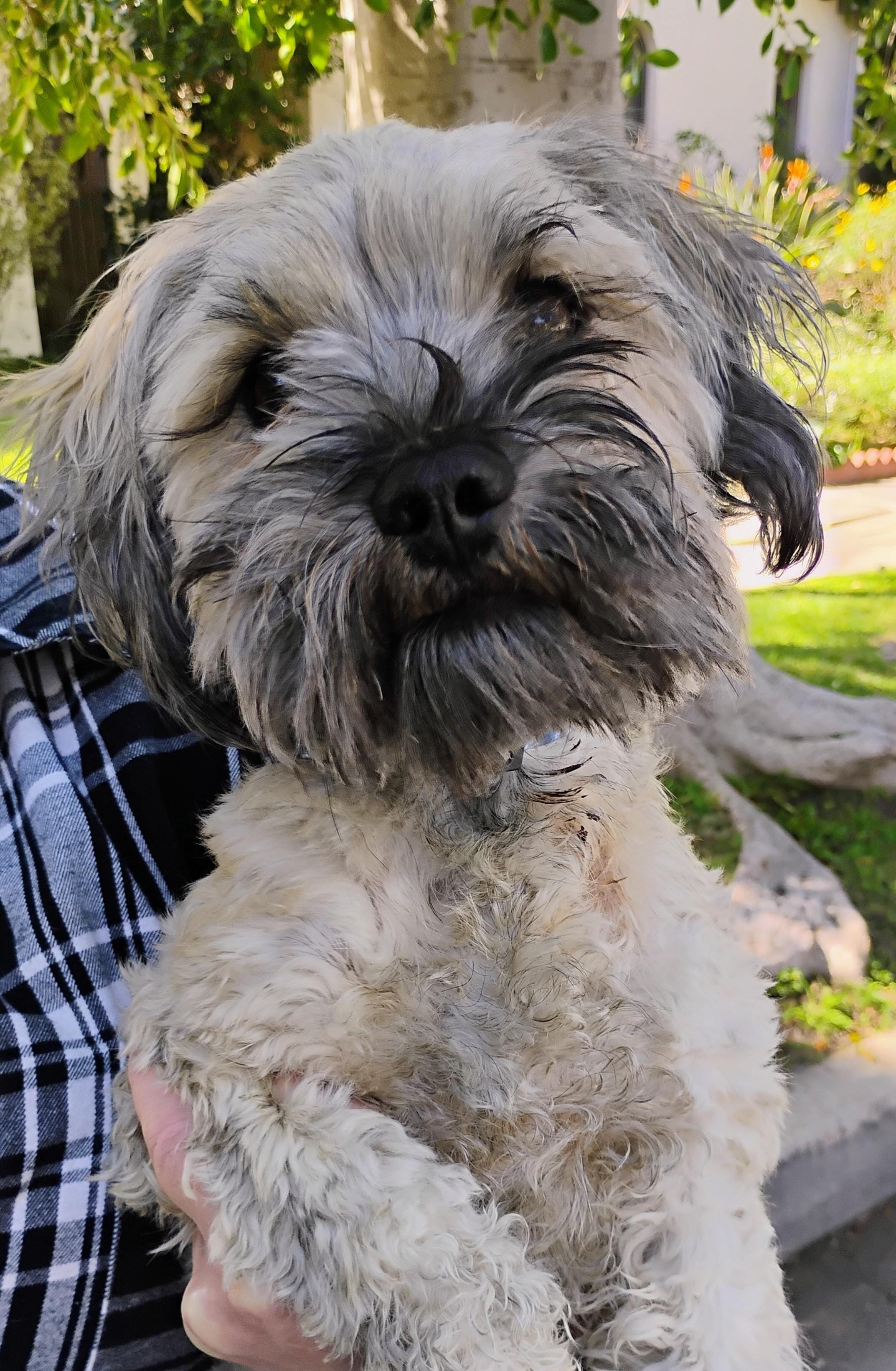 Adopt George Today - Pets TheCountyOffice