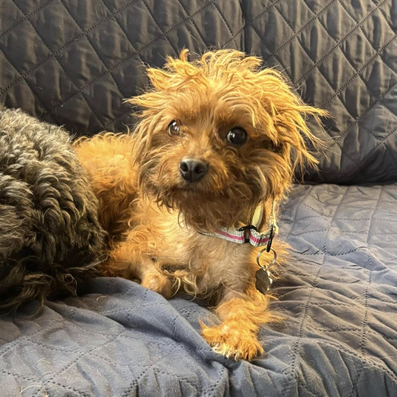 Adopt London Today - Pets TheCountyOffice