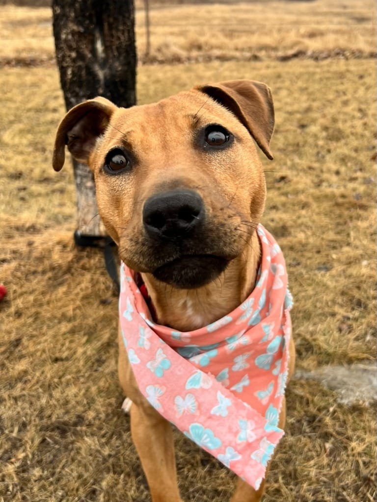 Adopt Torch Today - Find Paw Pal