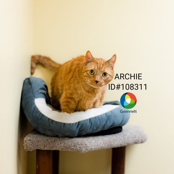 Adopt Scratch Pad Archie Today - Find Paw Pal