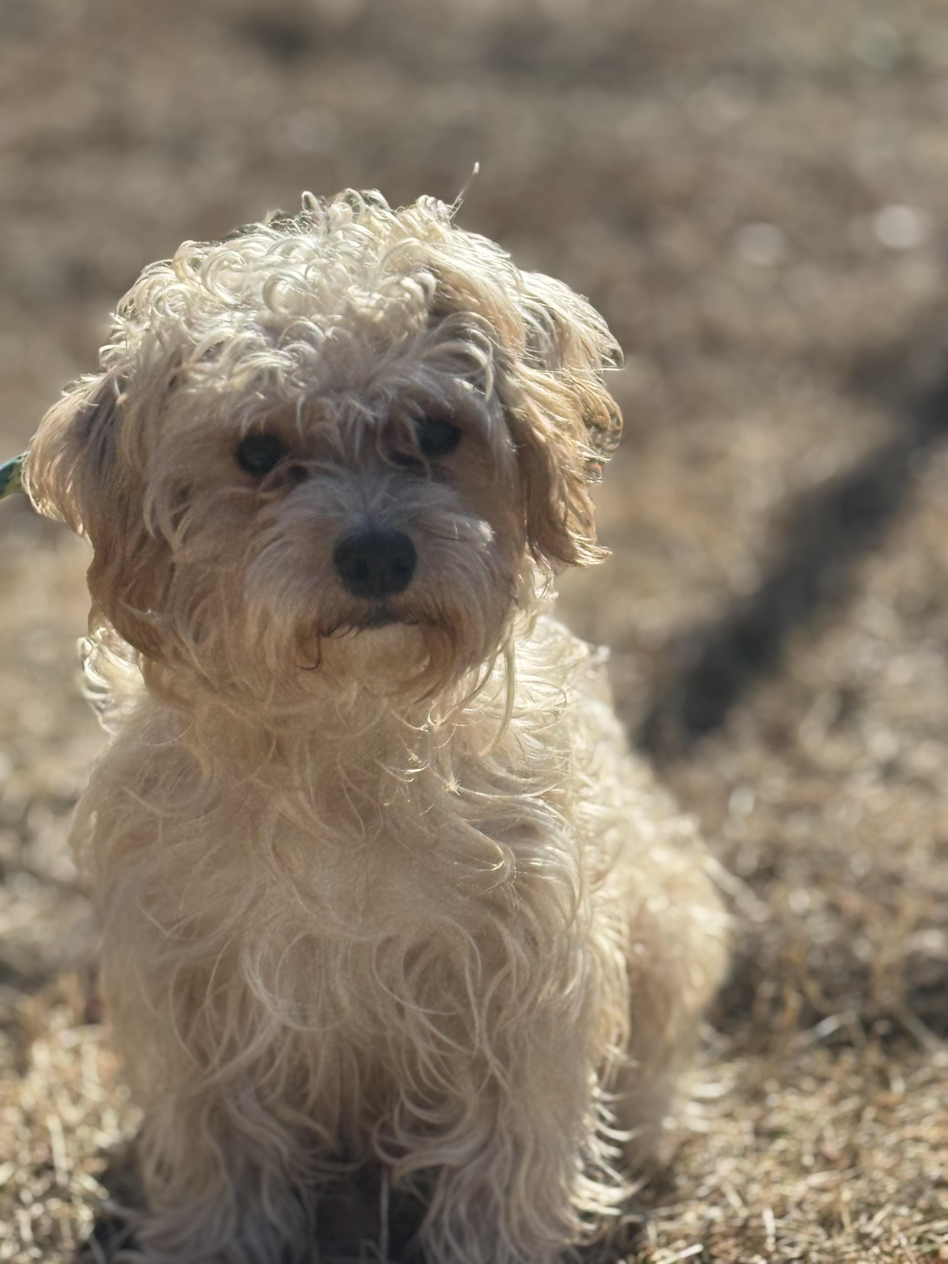 Adopt Scrub Daddy Today - Pets TheCountyOffice
