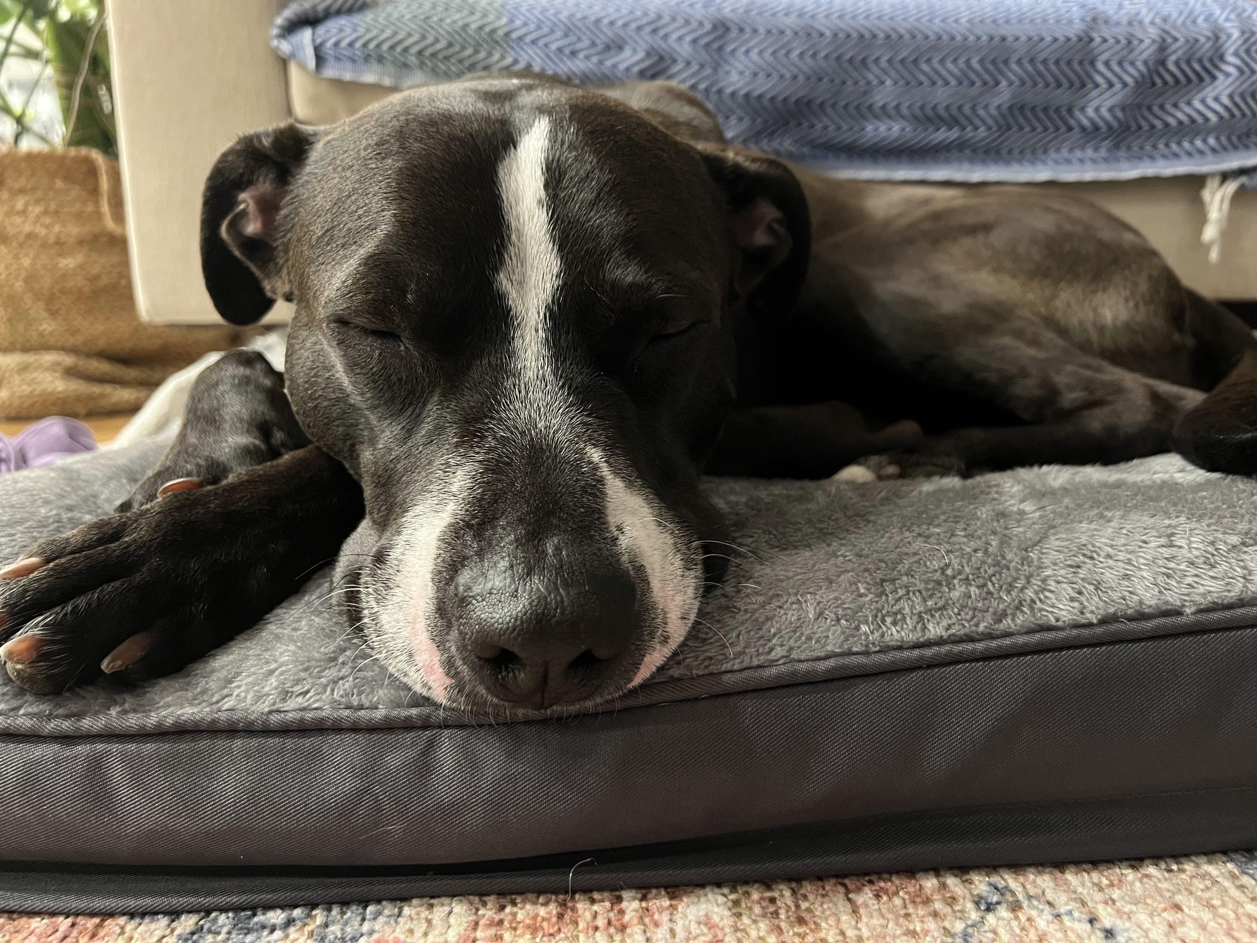 Adopt Captain Jack Sparrow Today - Pets TheCountyOffice