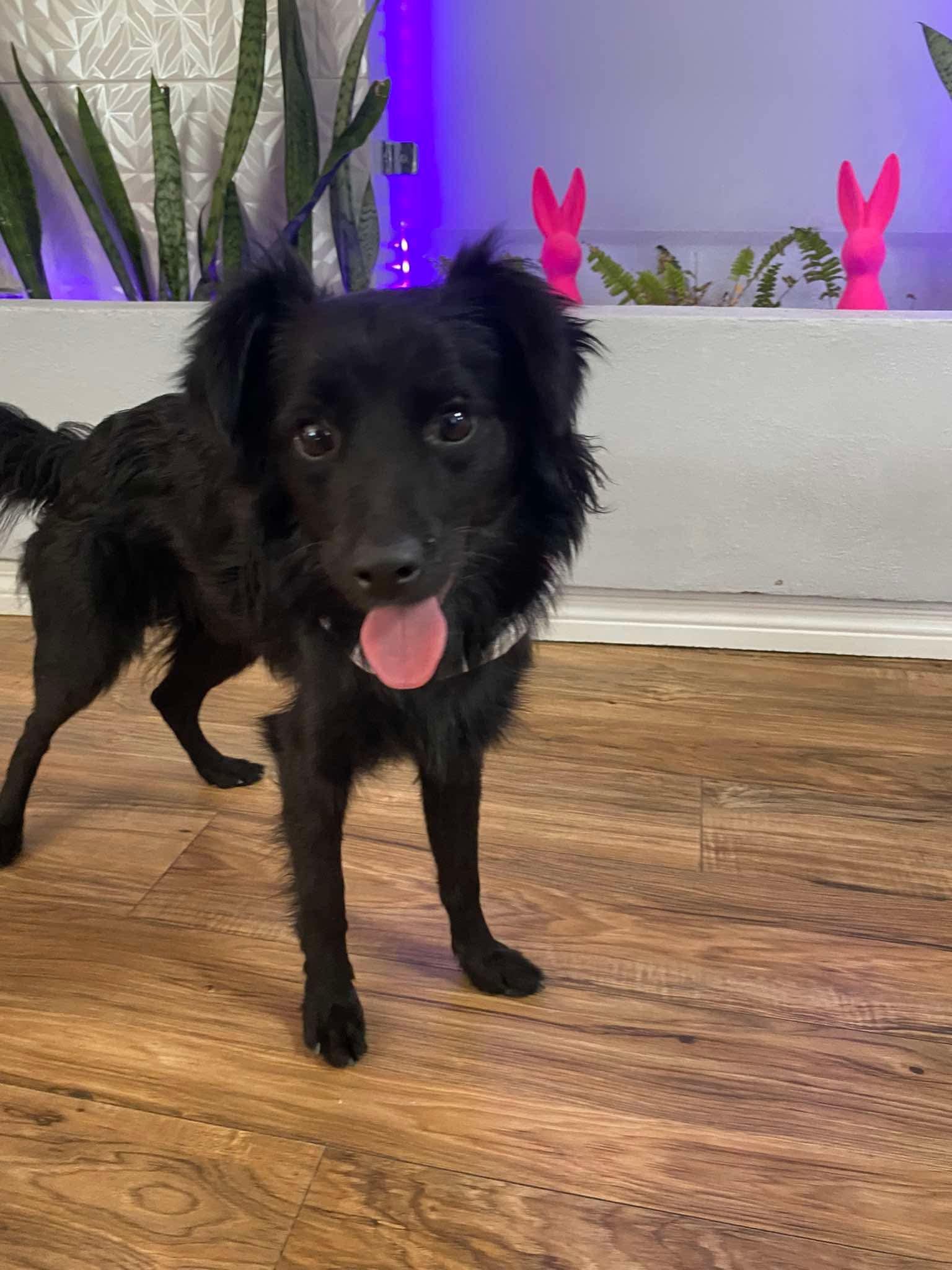 Adopt Blake Today - Find Paw Pal