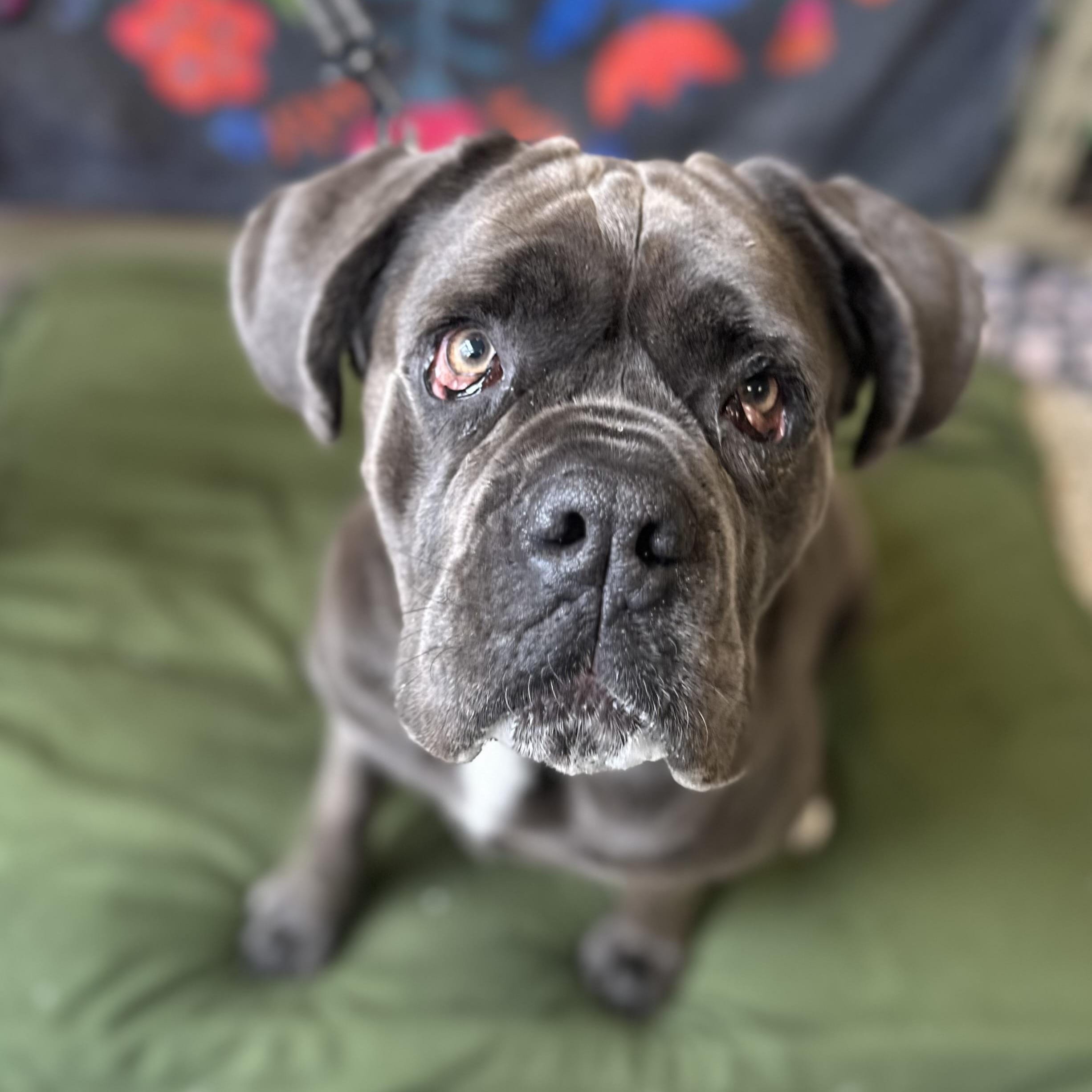 Adopt Mimi Today - Find Paw Pal