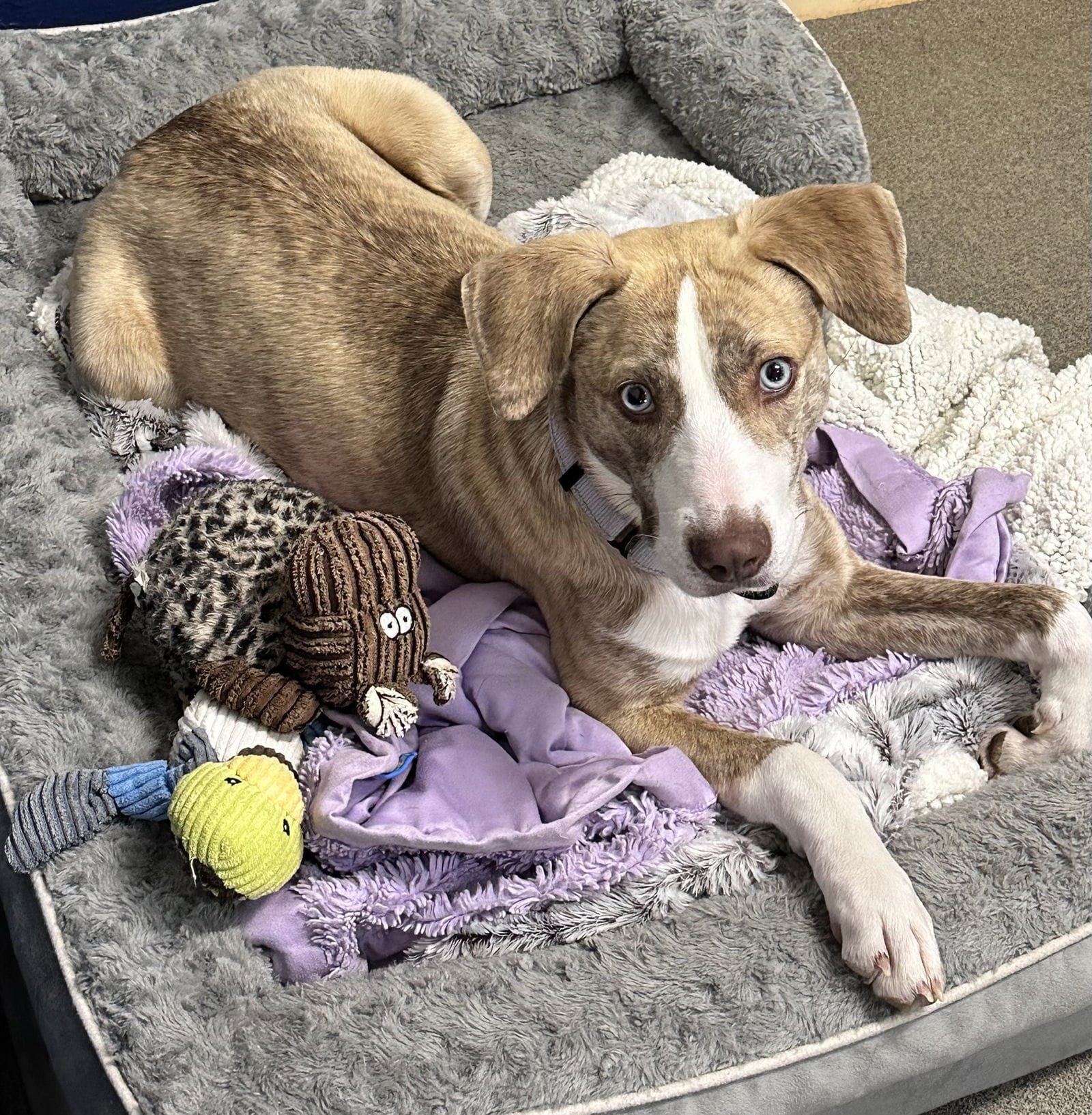 Adopt Gigi Today - Pets TheCountyOffice