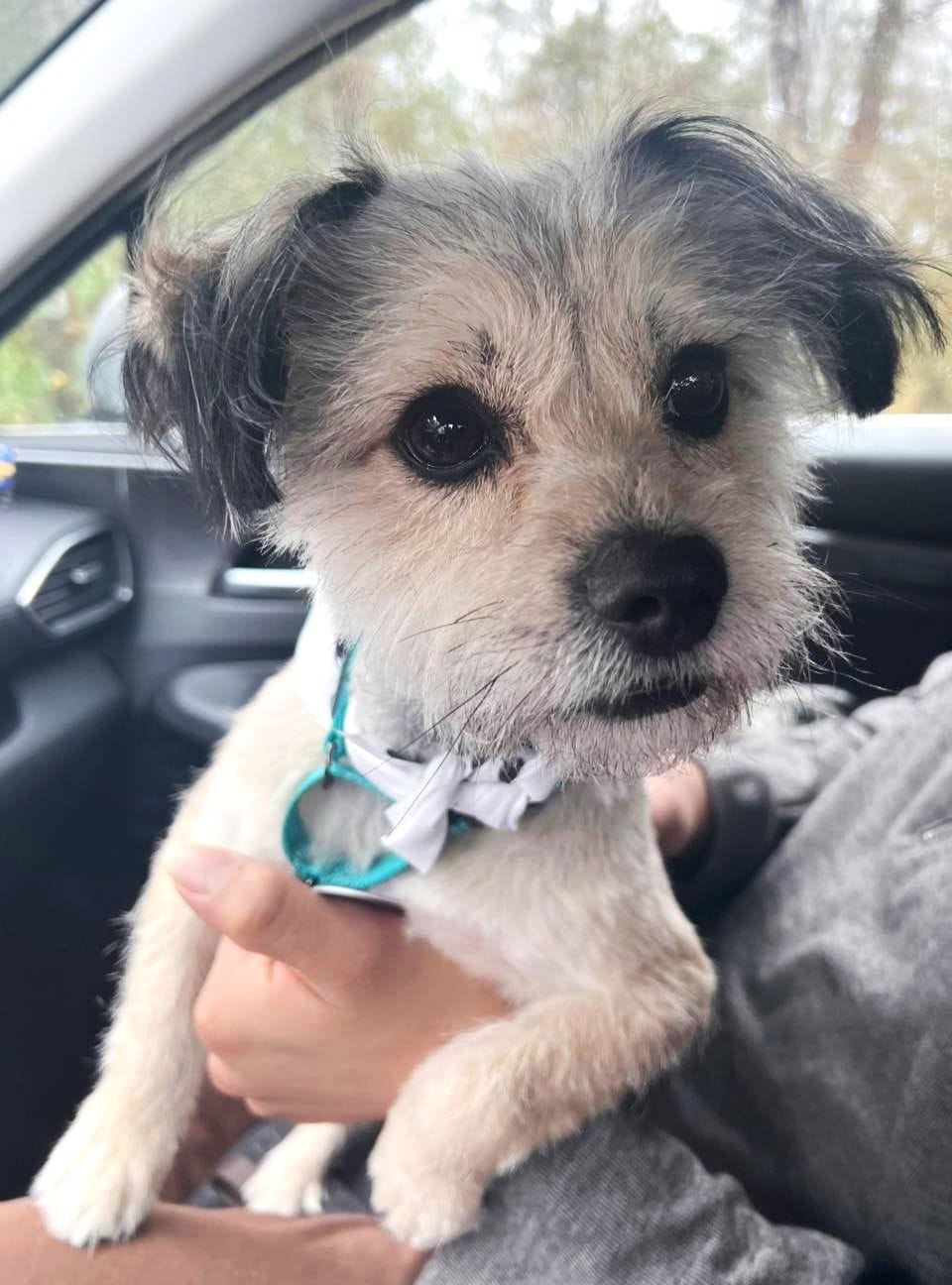 Adopt Cheeto Today - Find Paw Pal