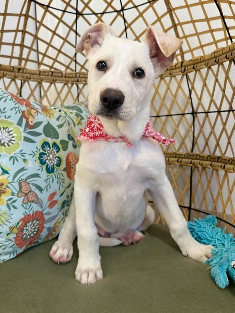 Adopt Dexter Quite Dashing Today - Find Paw Pal