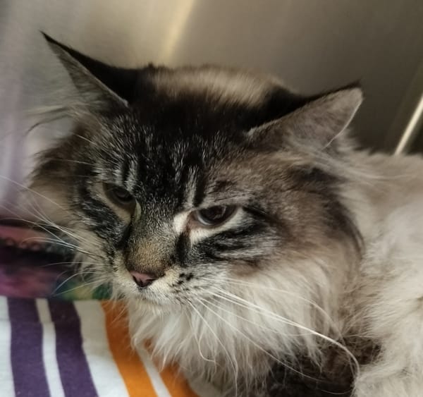 Adopt Queen Anne Today - Find Paw Pal