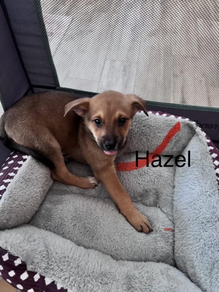 Adopt Hazel Lee Today - Pets TheCountyOffice