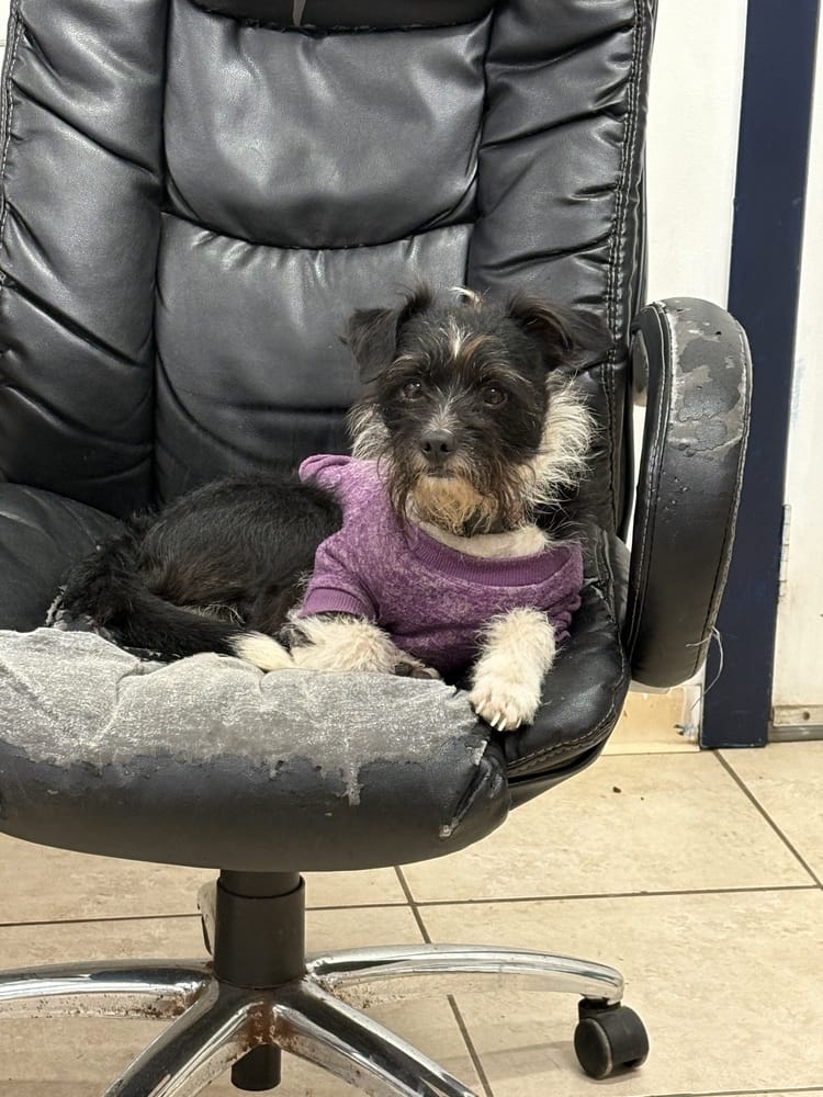 Adopt PABLO Today - Find Paw Pal