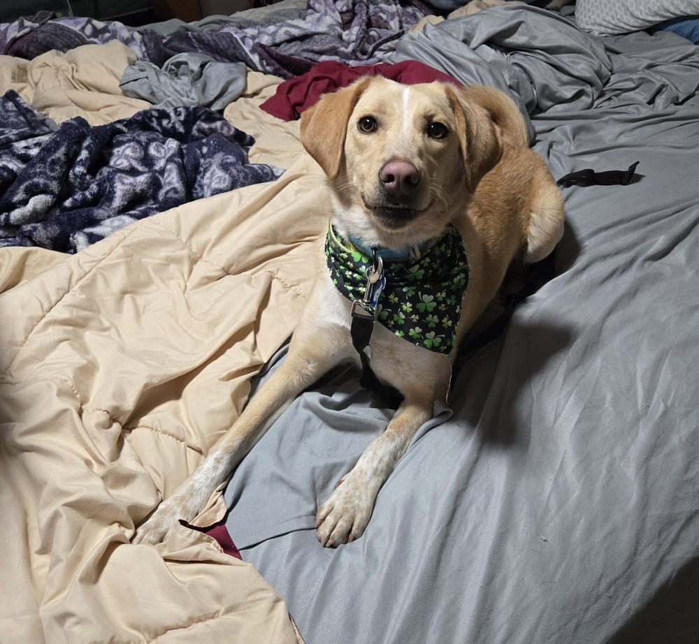 Adopt Tator Tot Today Find Paw Pal 6456