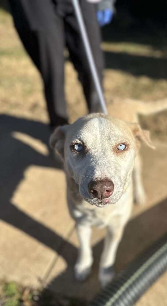 Adopt Pie Crust Today - Find Paw Pal