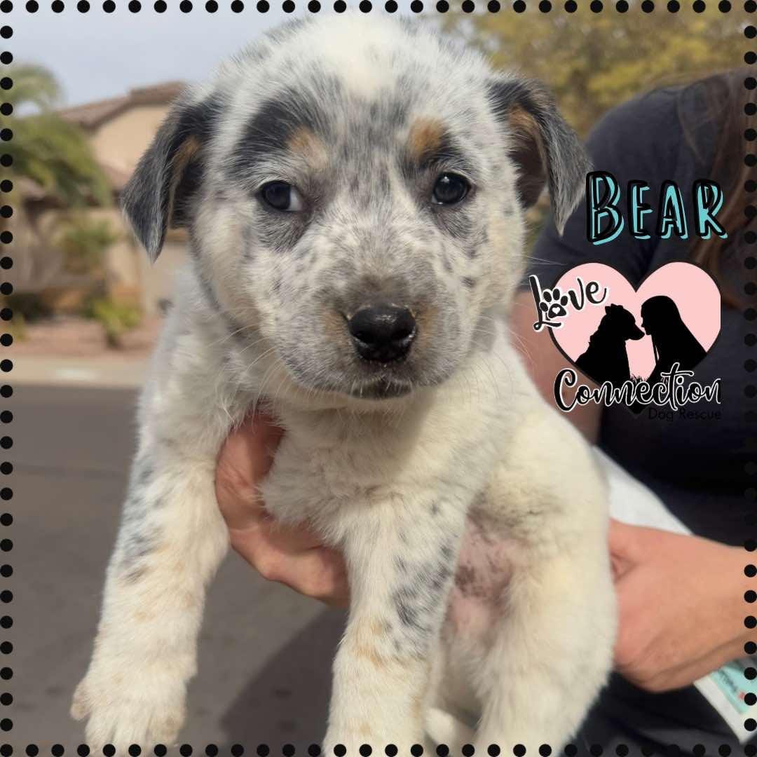 Adopt Bear Today - Find Paw Pal