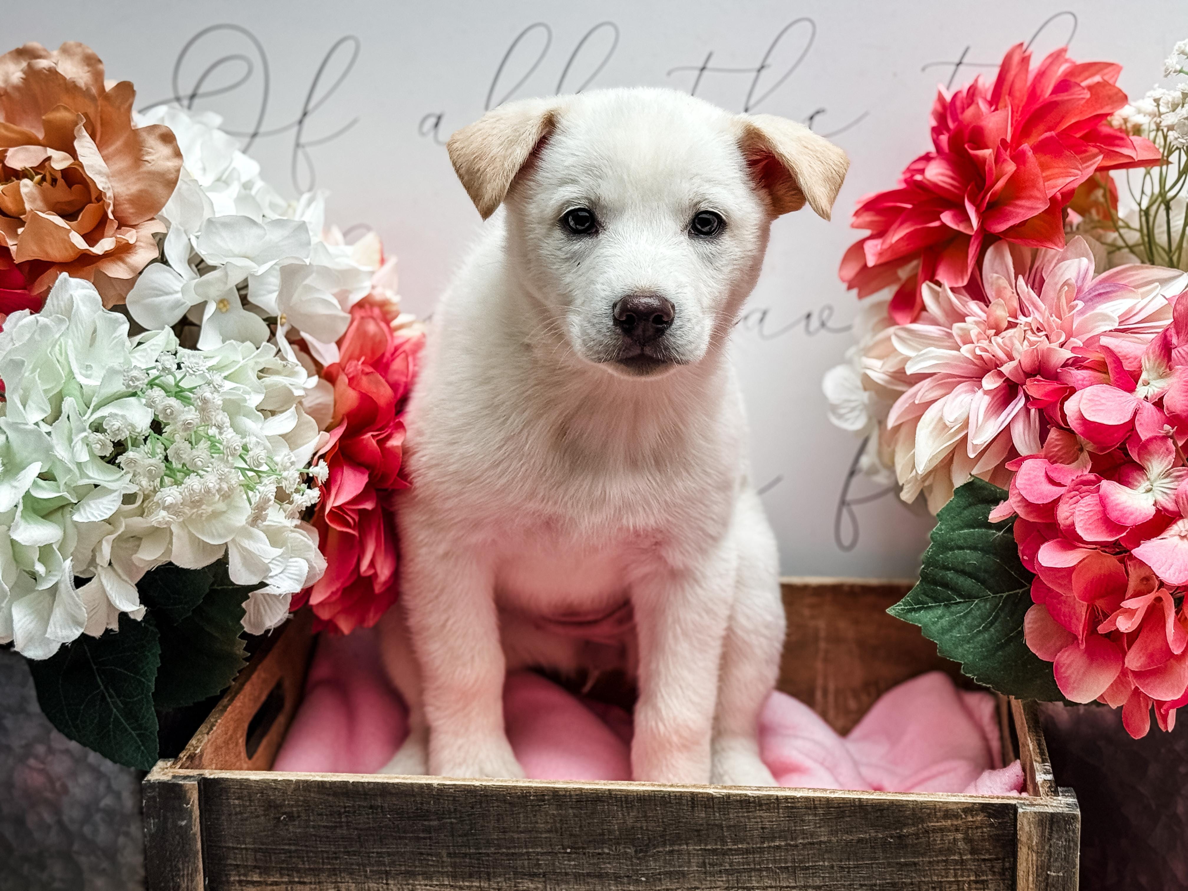 Adopt Winifred Today - Find Paw Pal