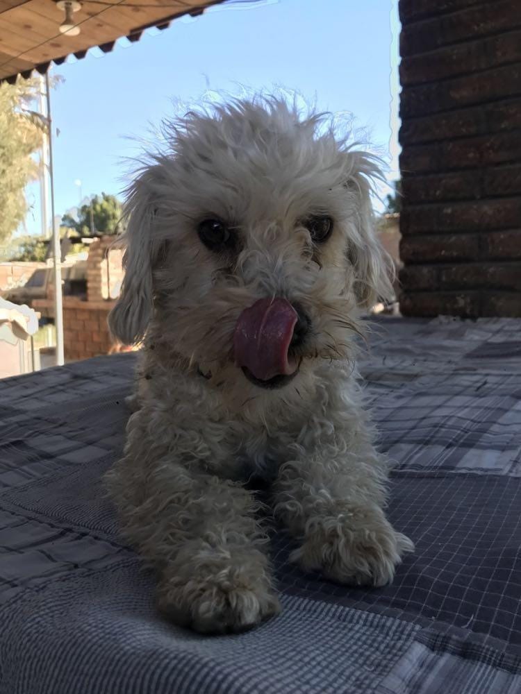 Adopt Wendy Today - Pets TheCountyOffice