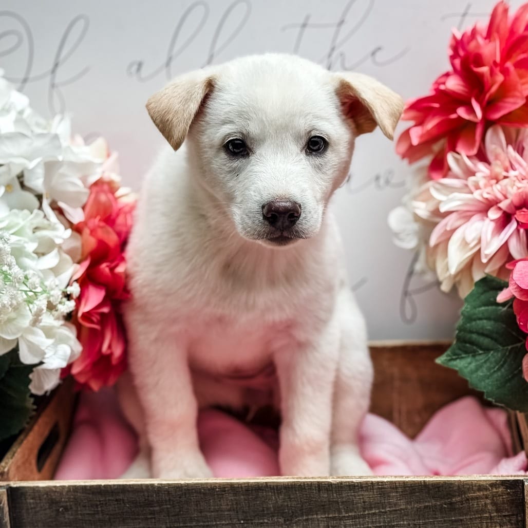 Adopt Winifred Today - Find Paw Pal