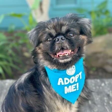 Adopt Art Vandelay Today - Find Paw Pal