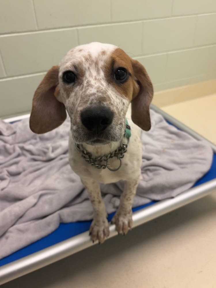 Adopt Snuggles Today - Find Paw Pal